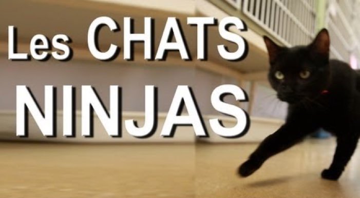 Look Out: Ninja Cats! - CatTime