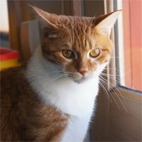 Wisconsin shelter with famed 26-toed cat closes doors - CatTime