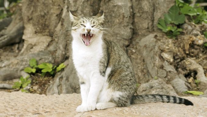 Cat Body Language: What Does That Pose Mean? - CatTime