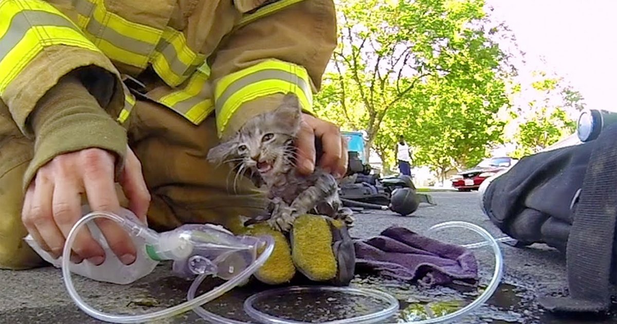 Fireman saves a kitten - CatTime