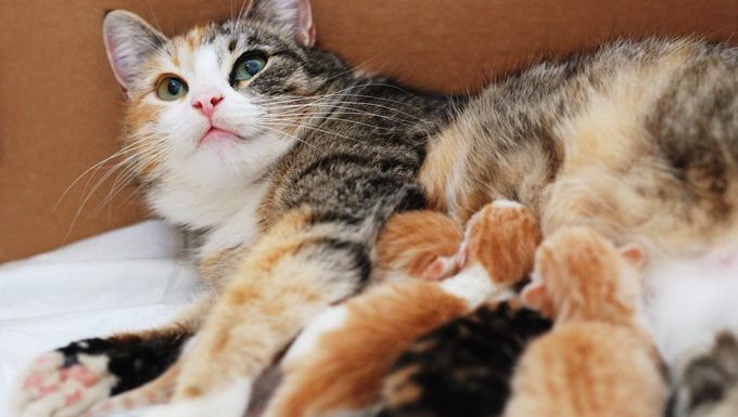 Mother's Day: 15 Adorable Mama Cats & Their Kittens [PICTURES] - CatTime