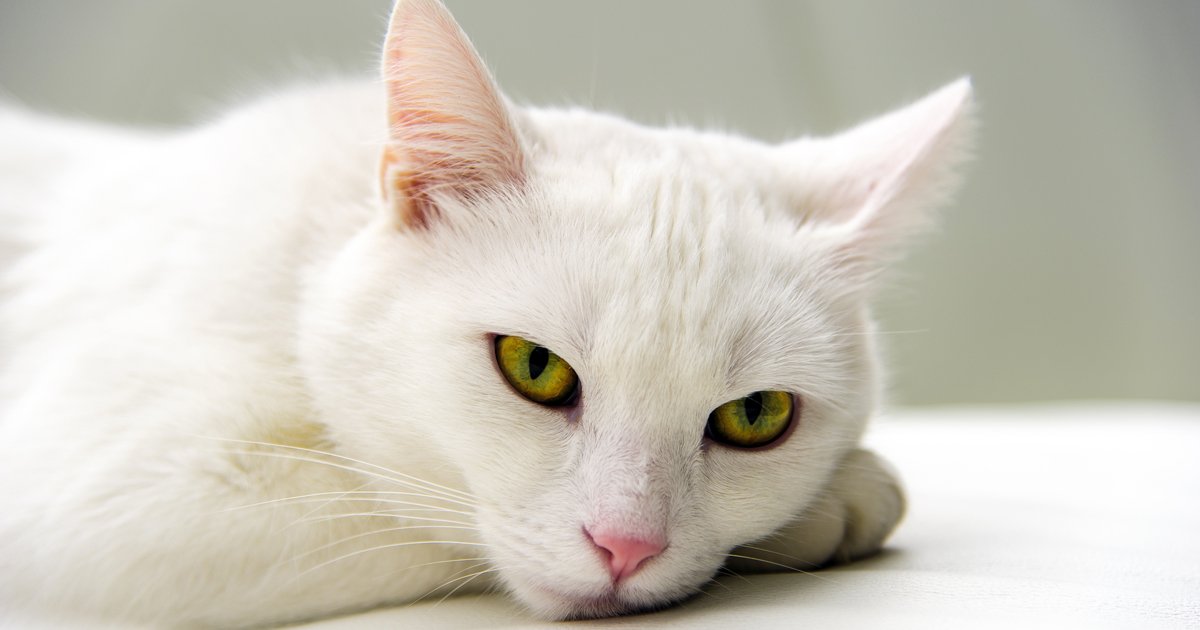 Pet Cancer Awareness Month: Can Sunlight Give My White Cat Cancer ...