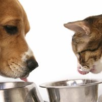 Have a safe National Cook for Your Pets Day - CatTime