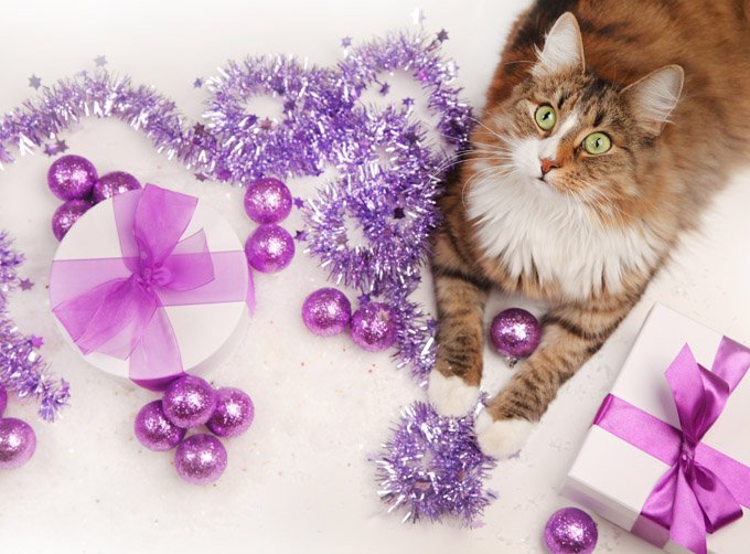 Best Ways To Spend The Holidays With Your Cat - CatTime