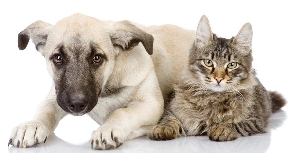 Group claims PETA shelter euthanized nearly 2,000 animals in 2013 - CatTime