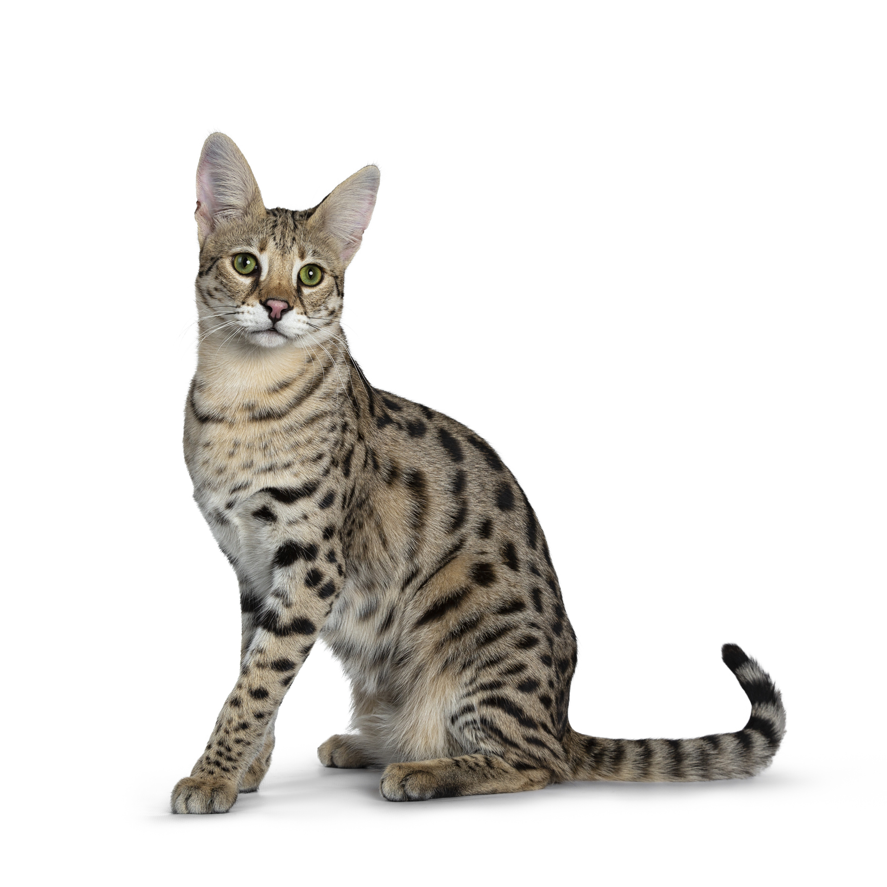 Savannah Cat Breed Information & Characteristics