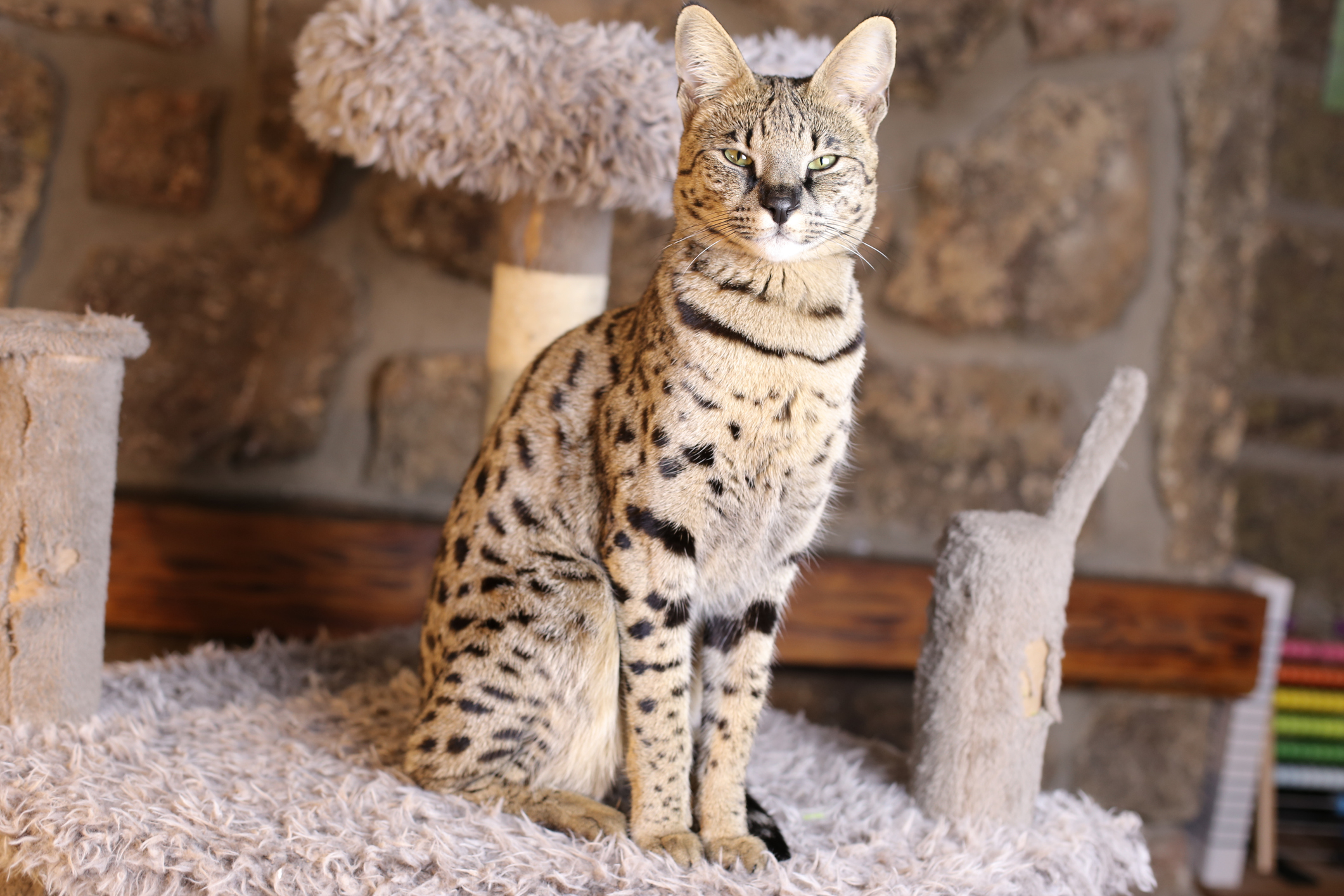 Savannah Cat Breed Information & Characteristics