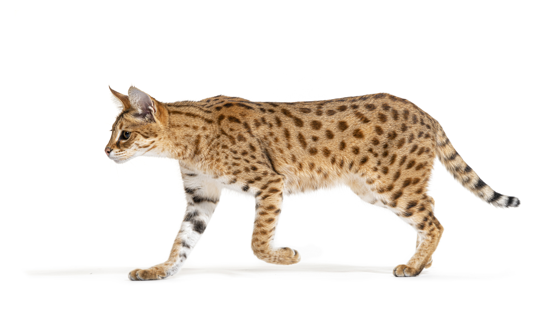 Savannah Cat Breed Information & Characteristics