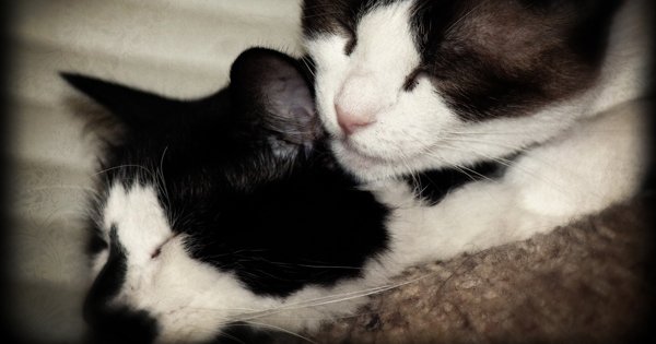 Share Your Love Photo Contest Winners - CatTime