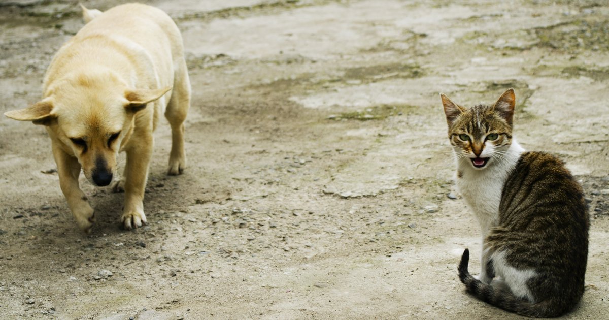 New app could help reunite lost pets with their families - CatTime