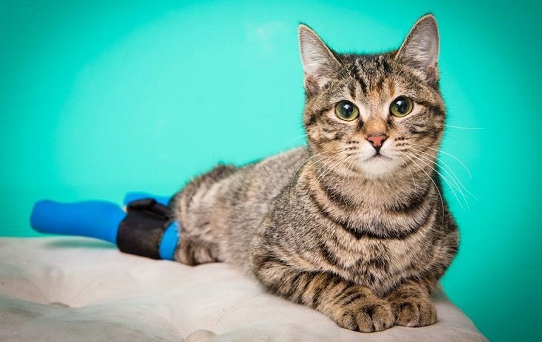 Vincent The Cat Gets Rare Prosthetic Leg Impants - CatTime