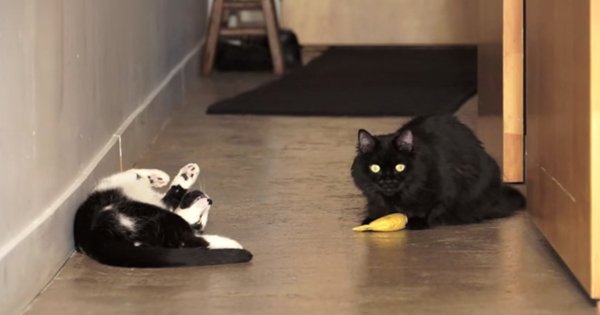 Eight Signs Of Addiction In Cats [VIDEO] - CatTime