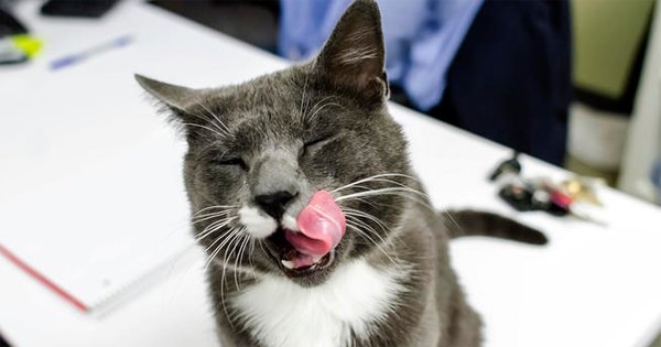 Cat brutally kicked in Brooklyn has found a new home - CatTime