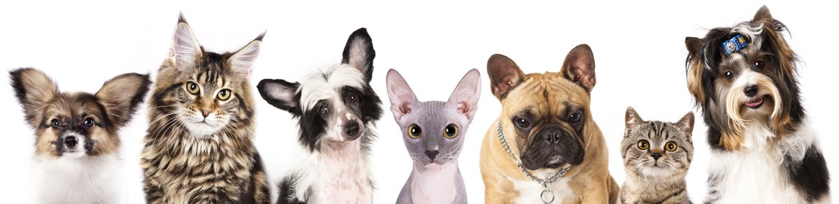 Disney Princess pet names - CatTime