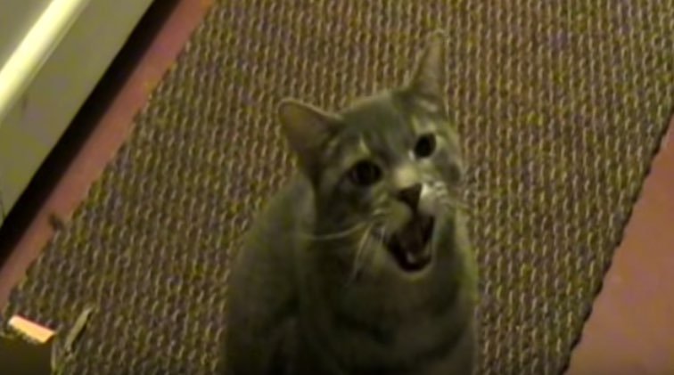 This Cat Has Something To Say - CatTime