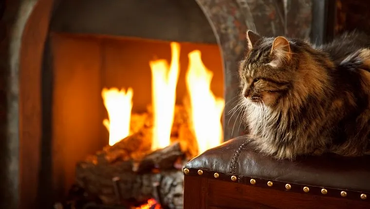 National Pet Fire Safety Day: Tips To Keep Your Cat Safe From Candles ...