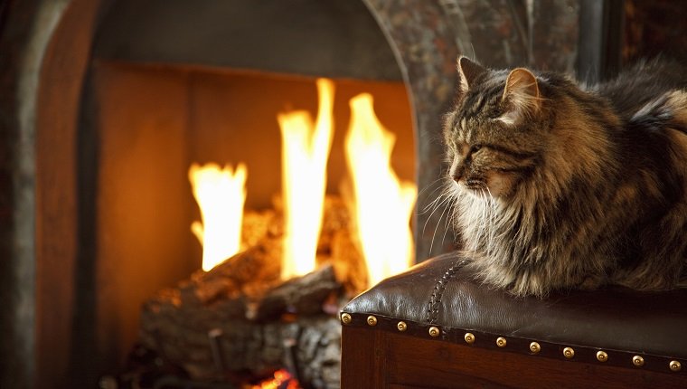 National Pet Fire Safety Day: Tips To Keep Your Cat Safe From Candles ...