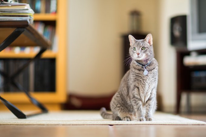 Teach Your Cat To Sit - CatTime