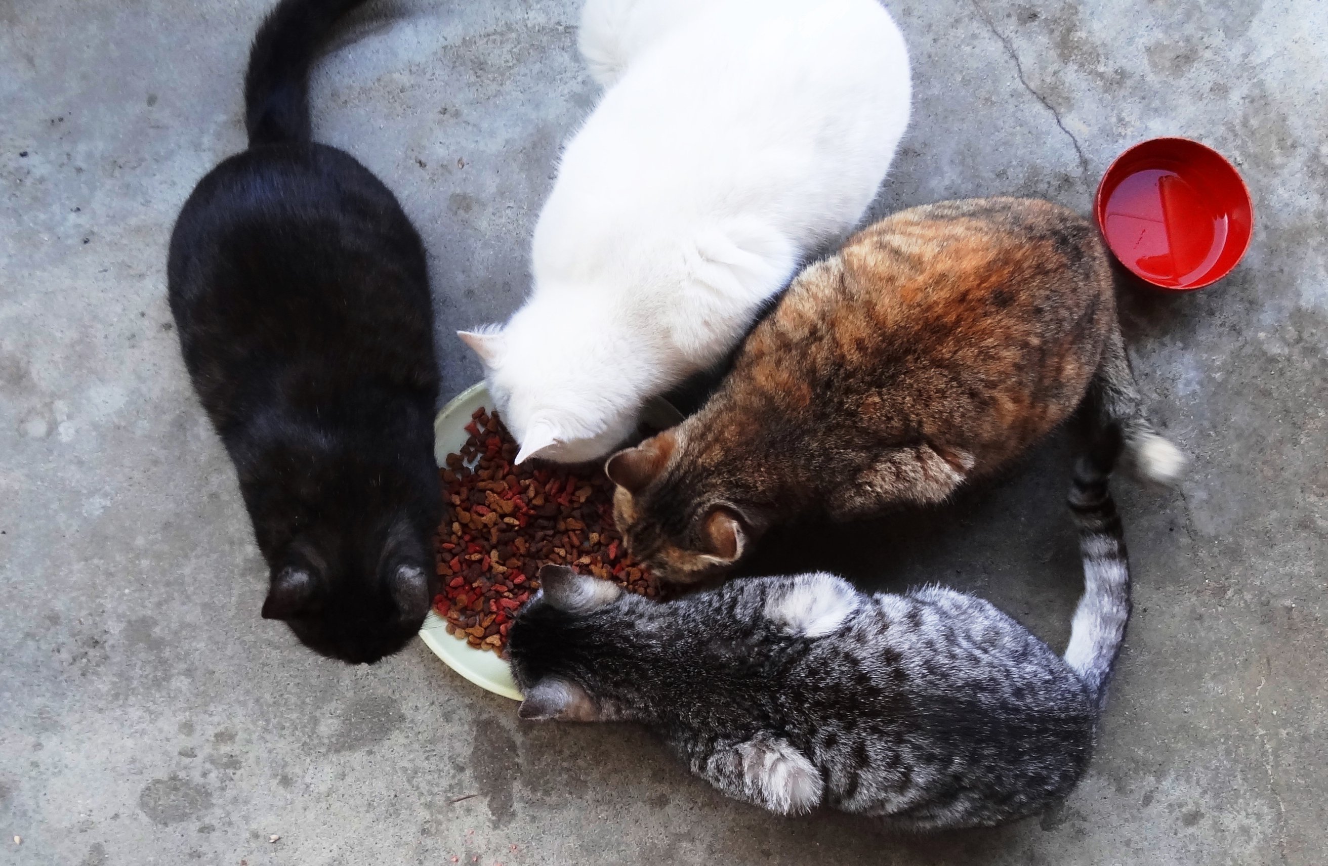 The Color Of Your Cat And Her Personality - CatTime