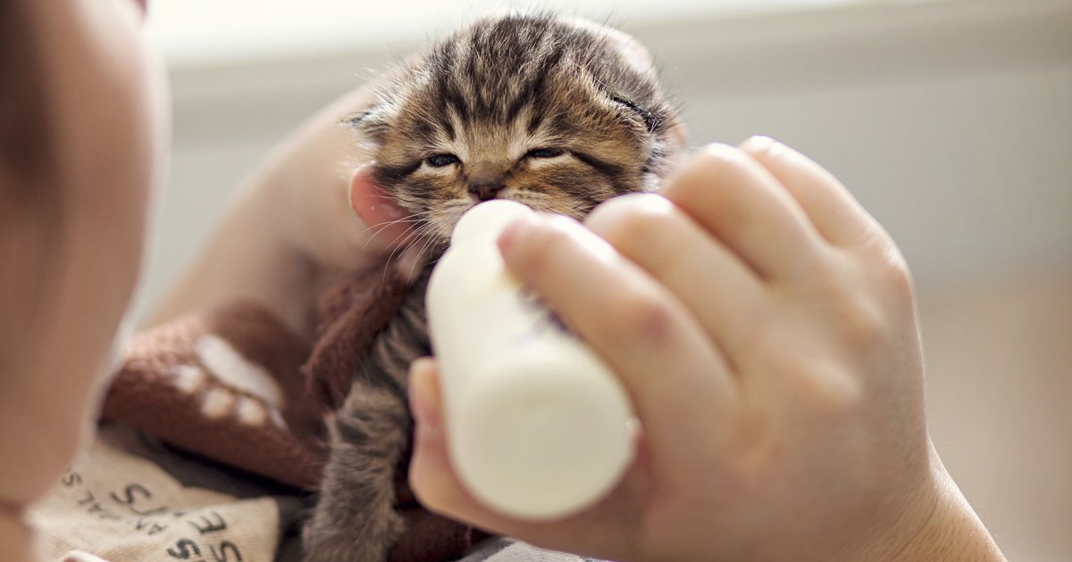 Nurseries Give Newborn Kittens A New Chance At Life - CatTime