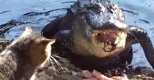 Cat Confronts Alligator [VIDEO] - CatTime