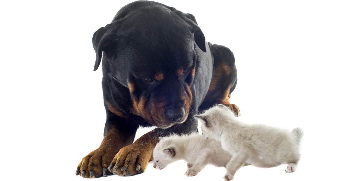 The top 10 most expensive pets - CatTime