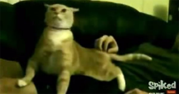 Cat sings opera - CatTime