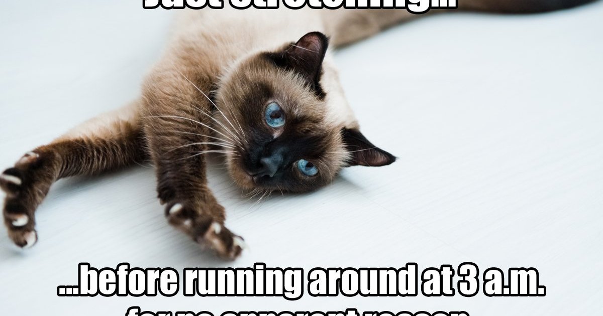 Cat Memes: 25 Ways To Laugh - CatTime