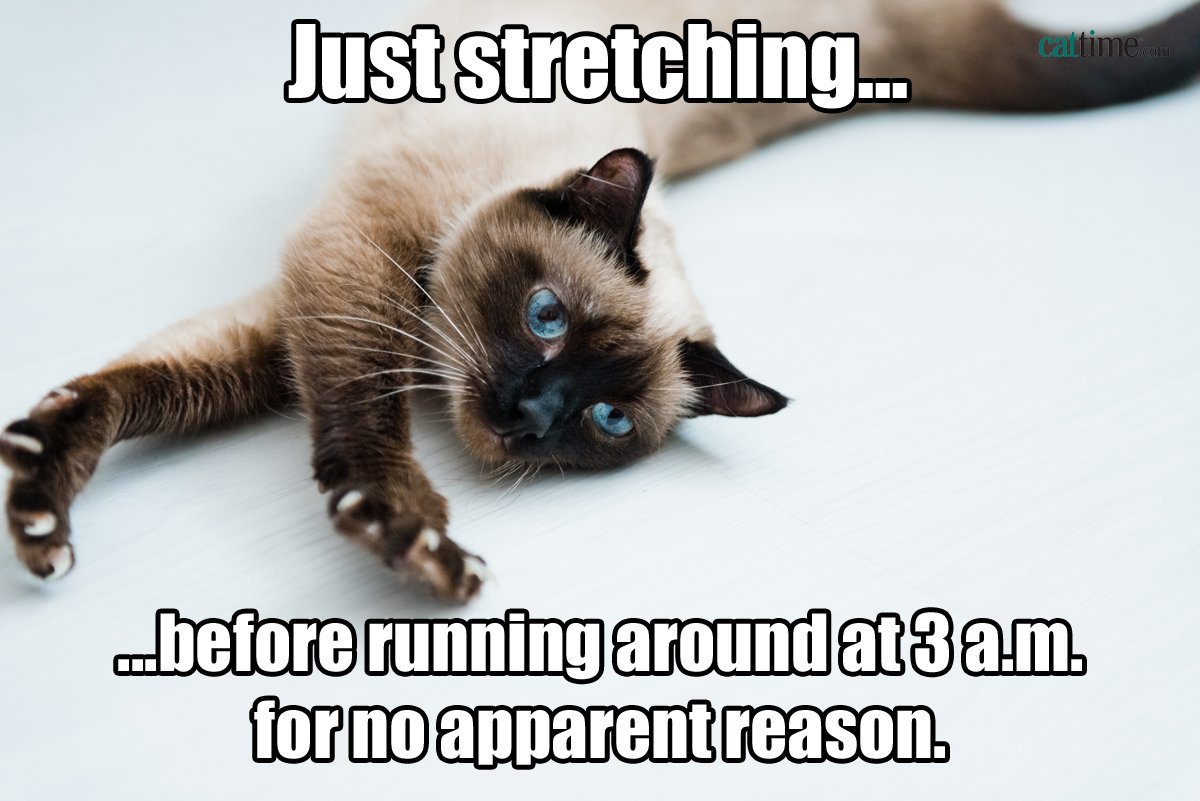 50 Cat Memes: Grab-Bag Edition - CatTime