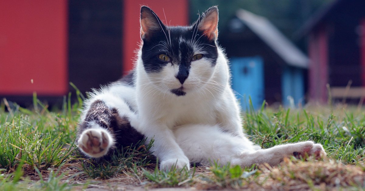 25 Cats Who Will Make You Happy To Be A Crazy Cat Person - CatTime