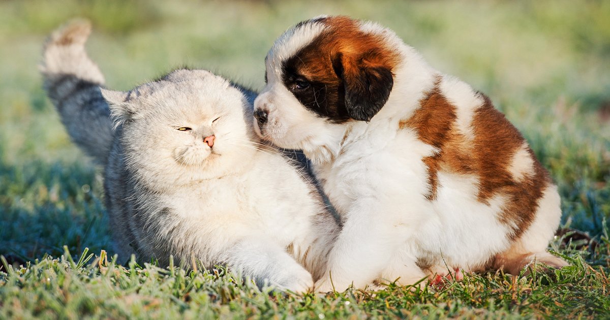 Study results: Adopt or purchase a pet? - CatTime
