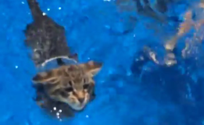 Who Says Cats Hate Water? - CatTime