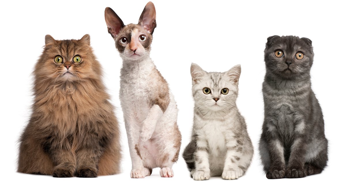 Top 10 Most Popular Cat Breeds - CatTime