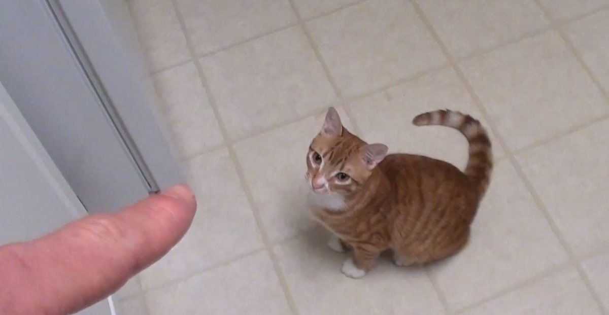 Cat Logic Makes Perfect Sense - CatTime