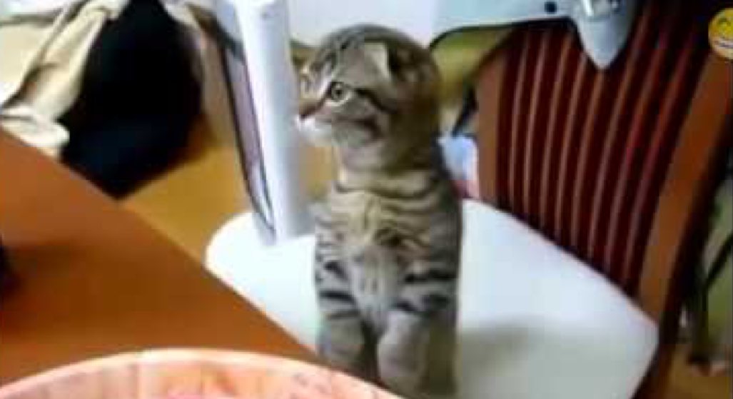 Cats Standing Like Humans [VIDEO] - CatTime