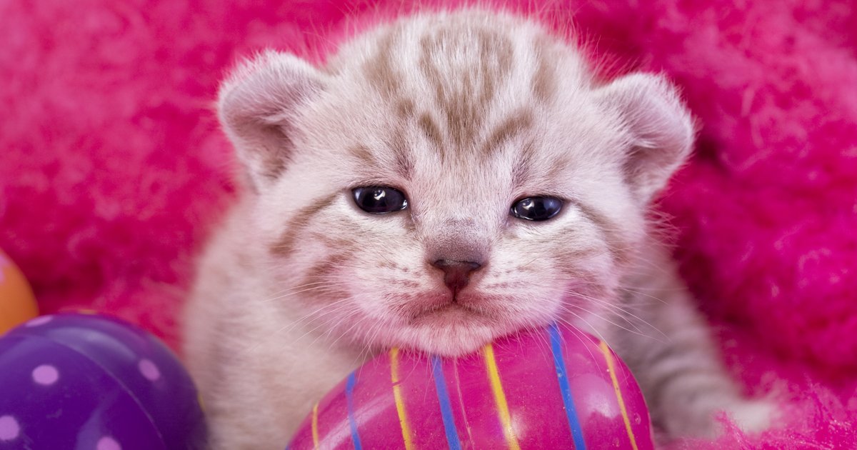 25 Cats Who Are Celebrating Easter - CatTime