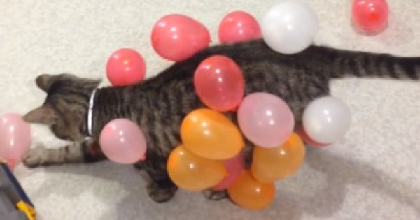 Kitten Discovers Static Electricity [VIDEO] - CatTime