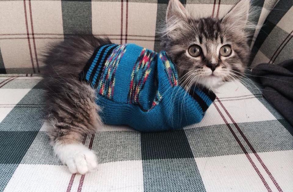 Meet Panckake The Adorable Kitten With Only Two Legs - CatTime
