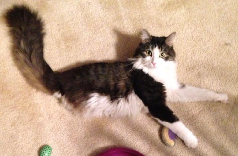 Two Legged Cat Anakin Celebrates His 3rd Birthday - CatTime