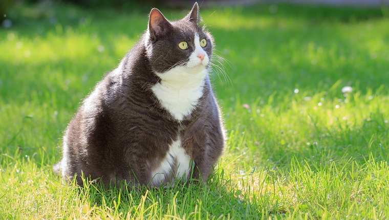 Cat Obesity: Causes & How To Tell If Your Cat Is Overweight - CatTime