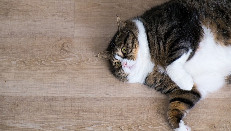 Cat Obesity: Causes & How To Tell If Your Cat Is Overweight - CatTime