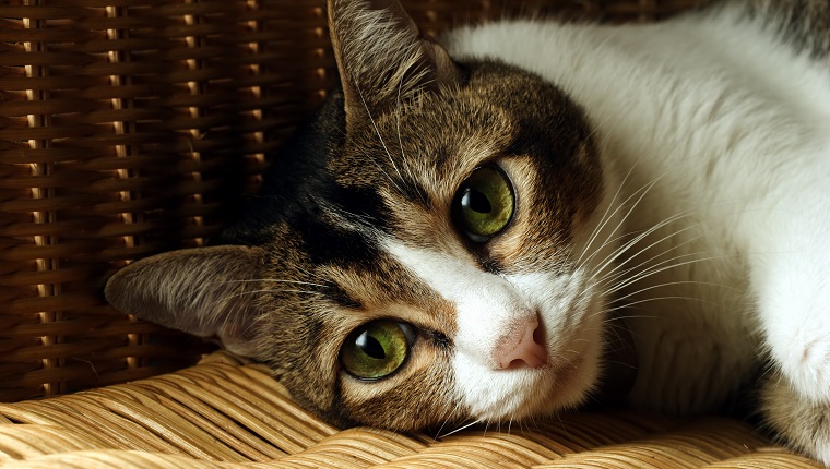 Dealing With The Loss Of Your Cat - CatTime