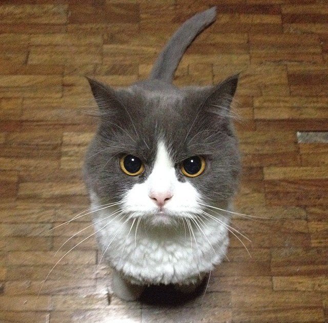 34 Cats Who Are Judging You Right Now - CatTime