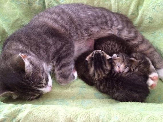 Happy Mother's Day: 3 Mama Cats Who Set Examples For Us All - CatTime