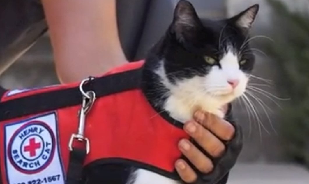 How To Find A Lost Cat: Search And Rescue Cat Henry Hot On The Tail ...
