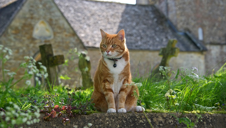 Dealing With Loss: Memorializing Your Cat & Starting The Healing ...
