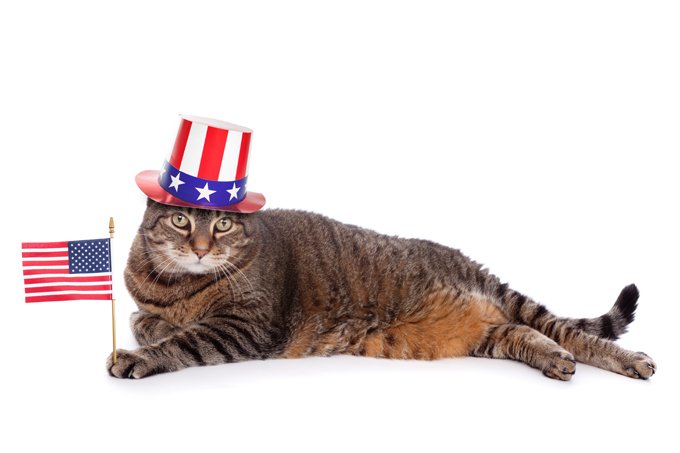 Adopt A Cat For The 4th Of July - CatTime