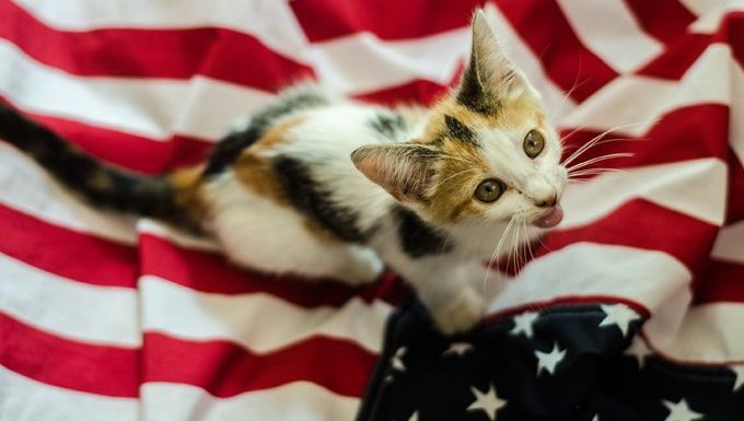 4th Of July: 5 Things You Should Do To Keep Your Cat Safe - CatTime