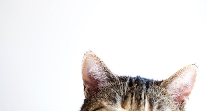 Ways To Take Care Of Your Cat's Ear Health - CatTime