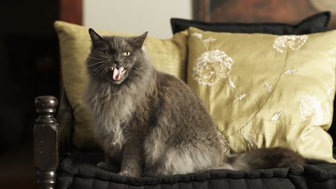 Cat Vocalizations: What's On Cats' Minds When They Meow, Purr, & Make ...